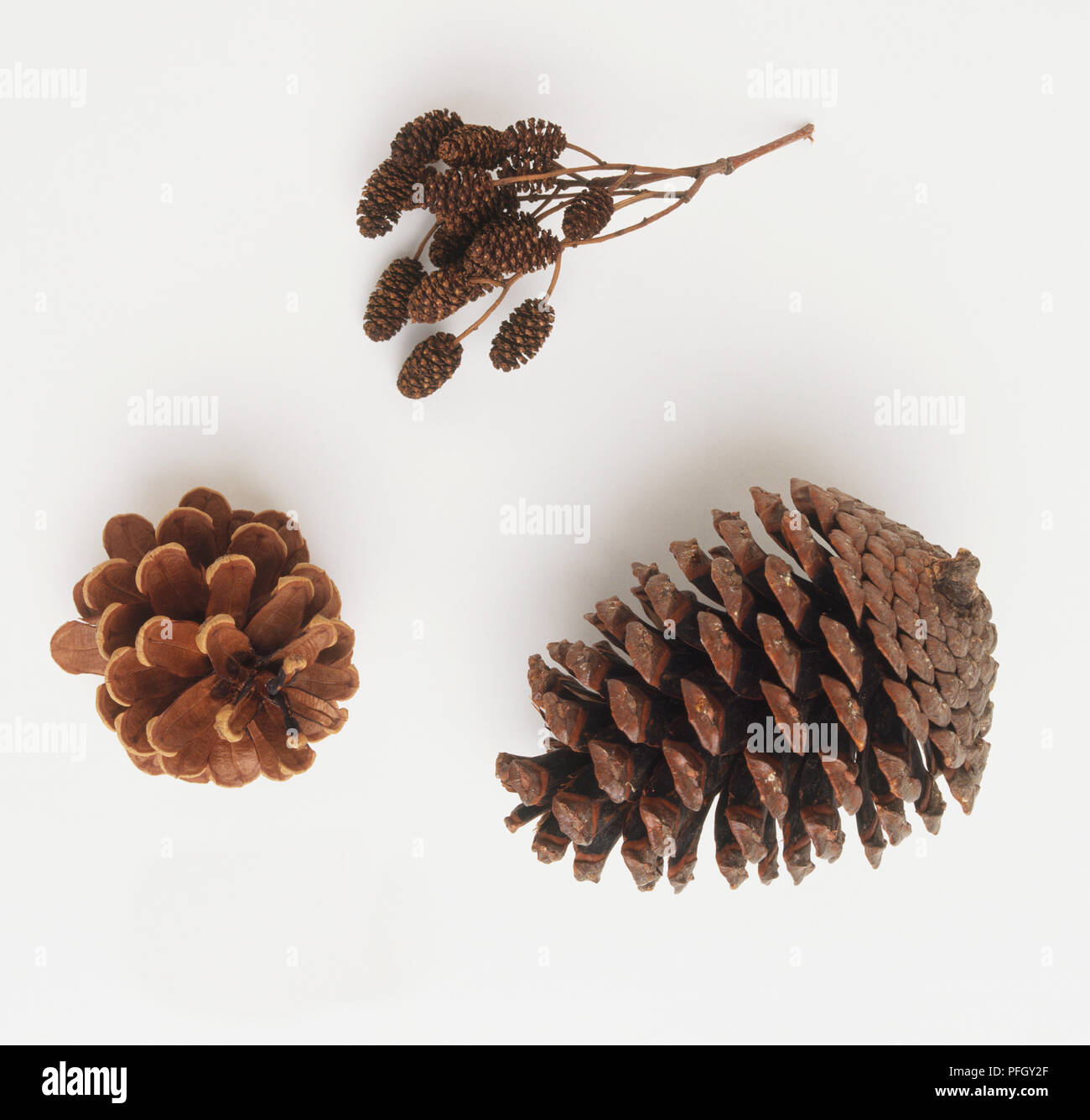 Colour of pine hi-res stock photography and images - Alamy