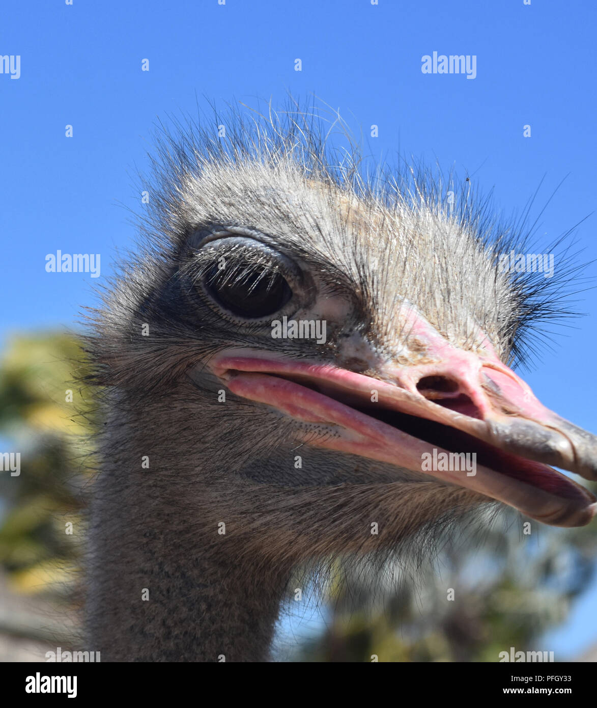 Macro of the face of a common ostrich Stock Photo - Alamy