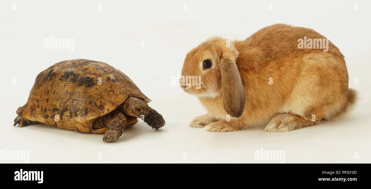 Brown Rabbit (Oryctolagus cuniculus) crouching opposite Tortoise ...