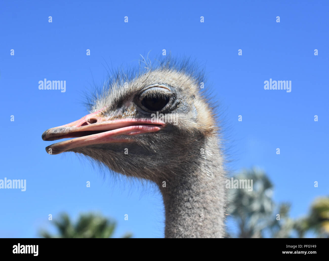 Great profile of a common ostrich with bright blue skies Stock Photo ...