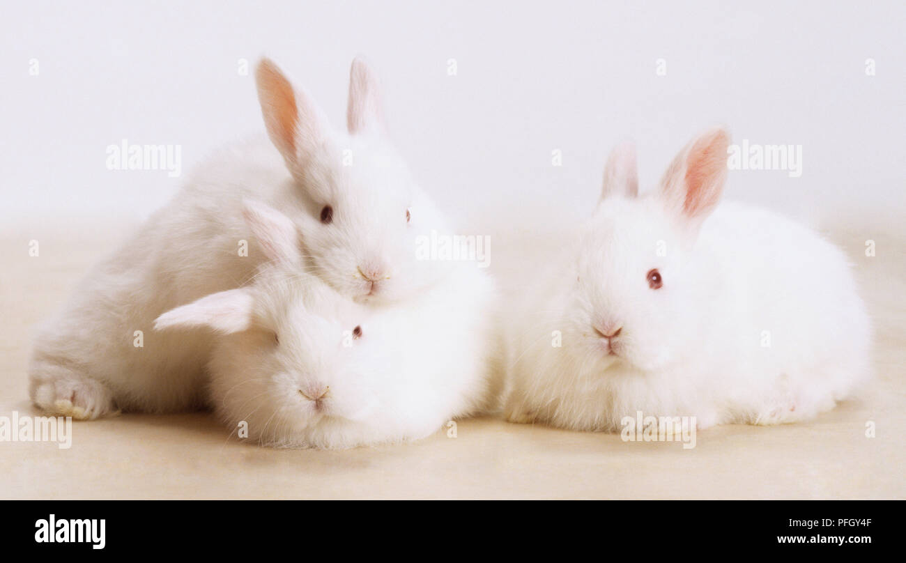 Three White Rabbits (Oryctolagus cuniculus), one of them leaning its ...