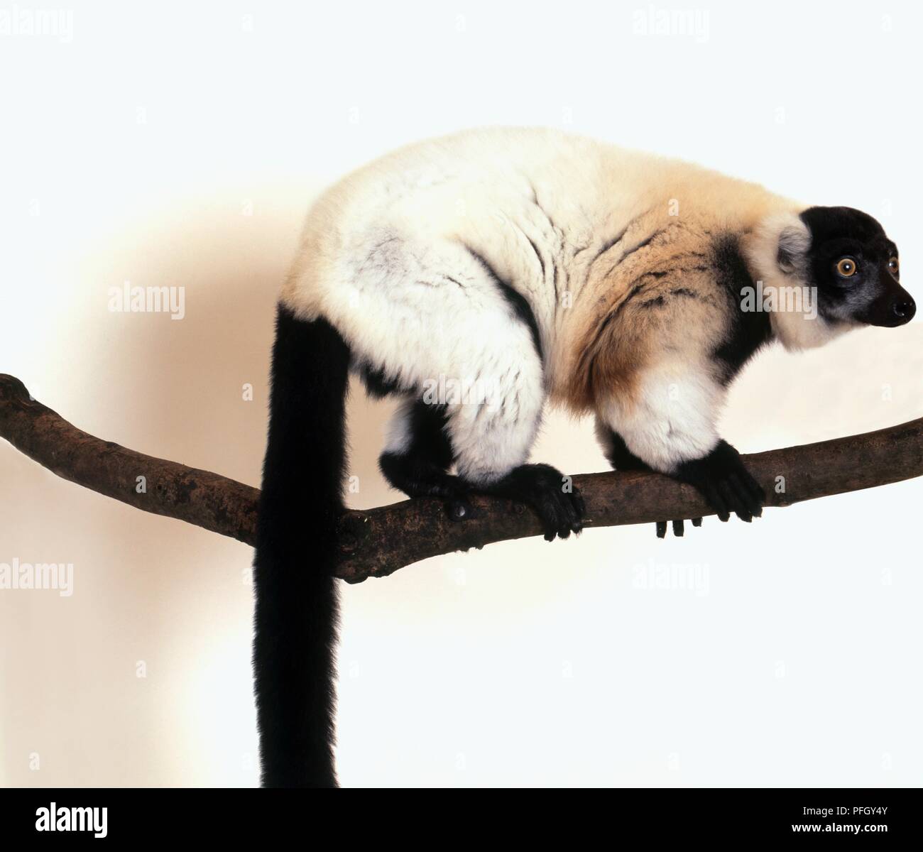 Black and white primate hi-res stock photography and images - Alamy