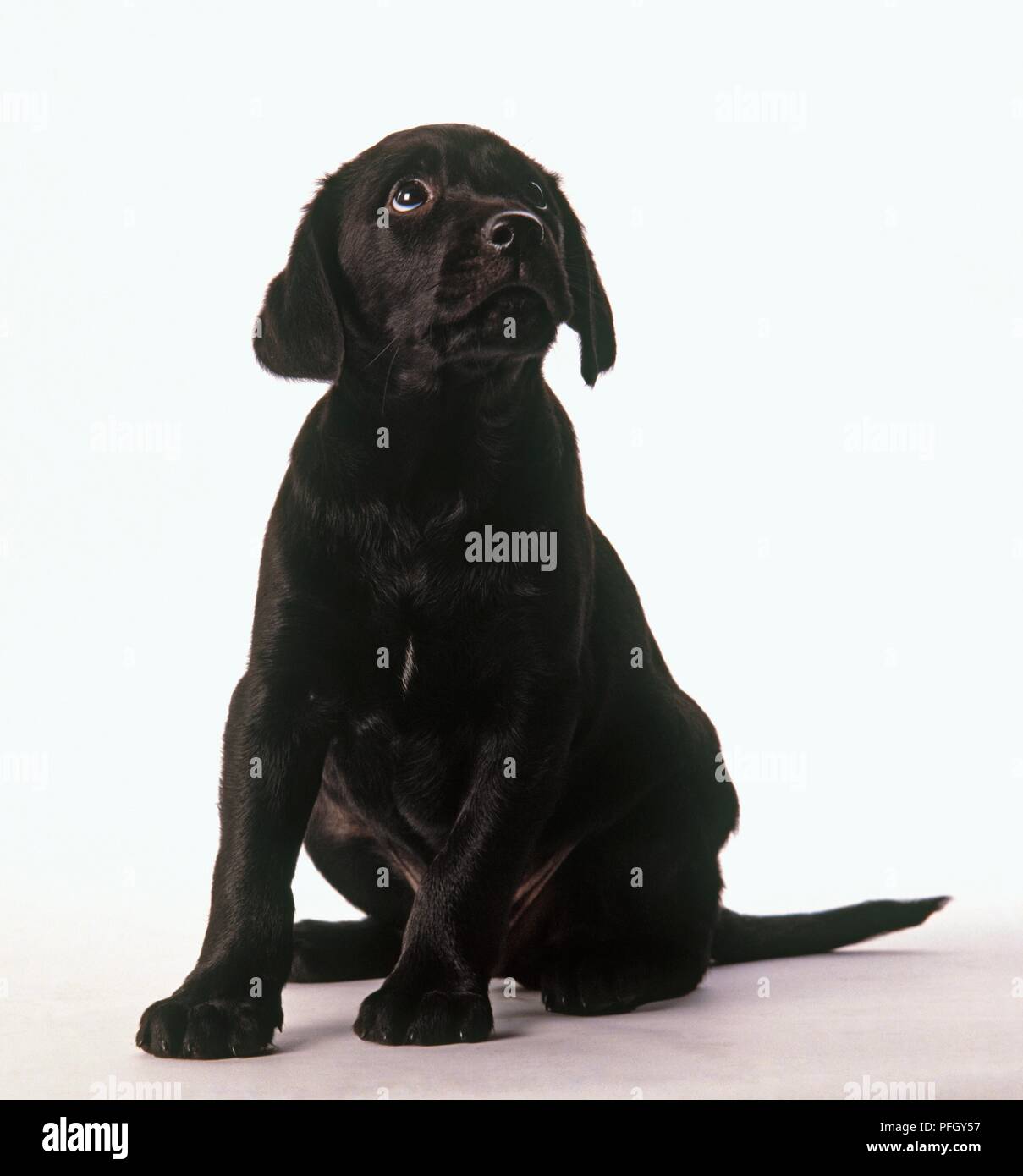 Black Labrador puppy sitting, looking up Stock Photo - Alamy