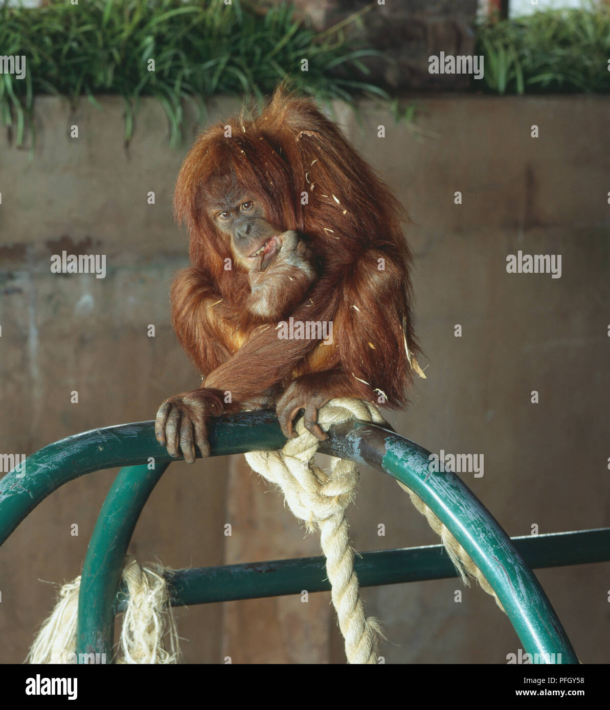 Orangutan, Pongo pygmaeus, sitting on metal bar, picking its teeth ...