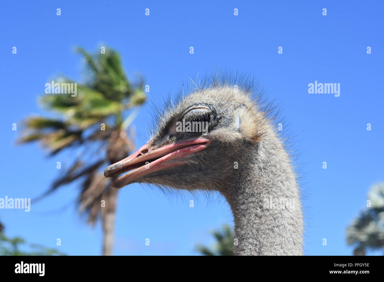 Common ostrich with a dark pink beak Stock Photo - Alamy