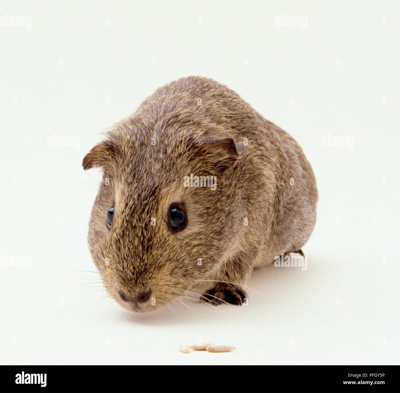Brown guinea pig, close-up, front view Stock Photo - Alamy