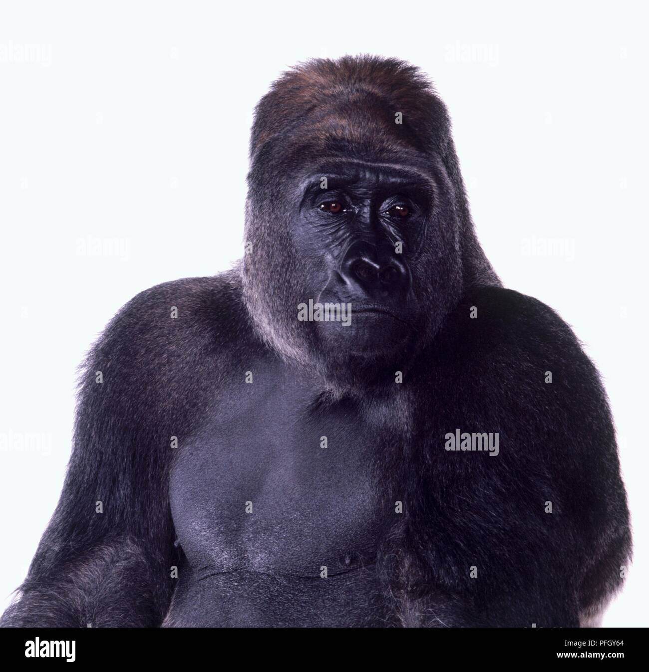 Adult male Western Lowland Gorilla (Gorilla gorilla gorilla), front ...
