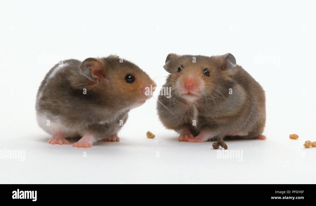 Two hamsters with some seeds scattered around them Stock Photo - Alamy