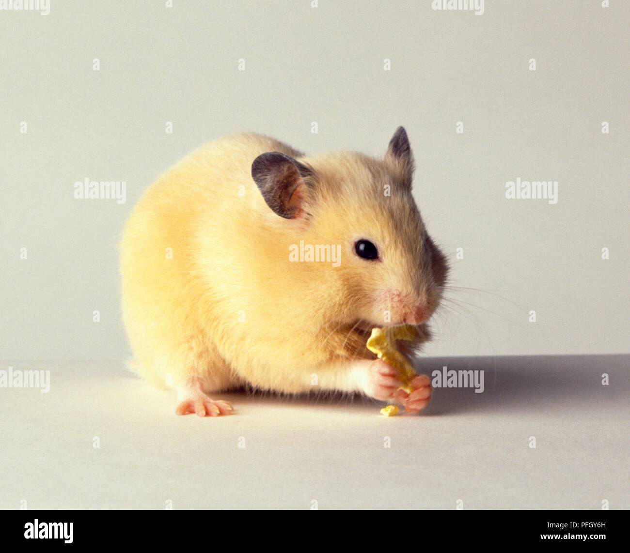 Yellow hamster eating, close-up Stock Photo - Alamy