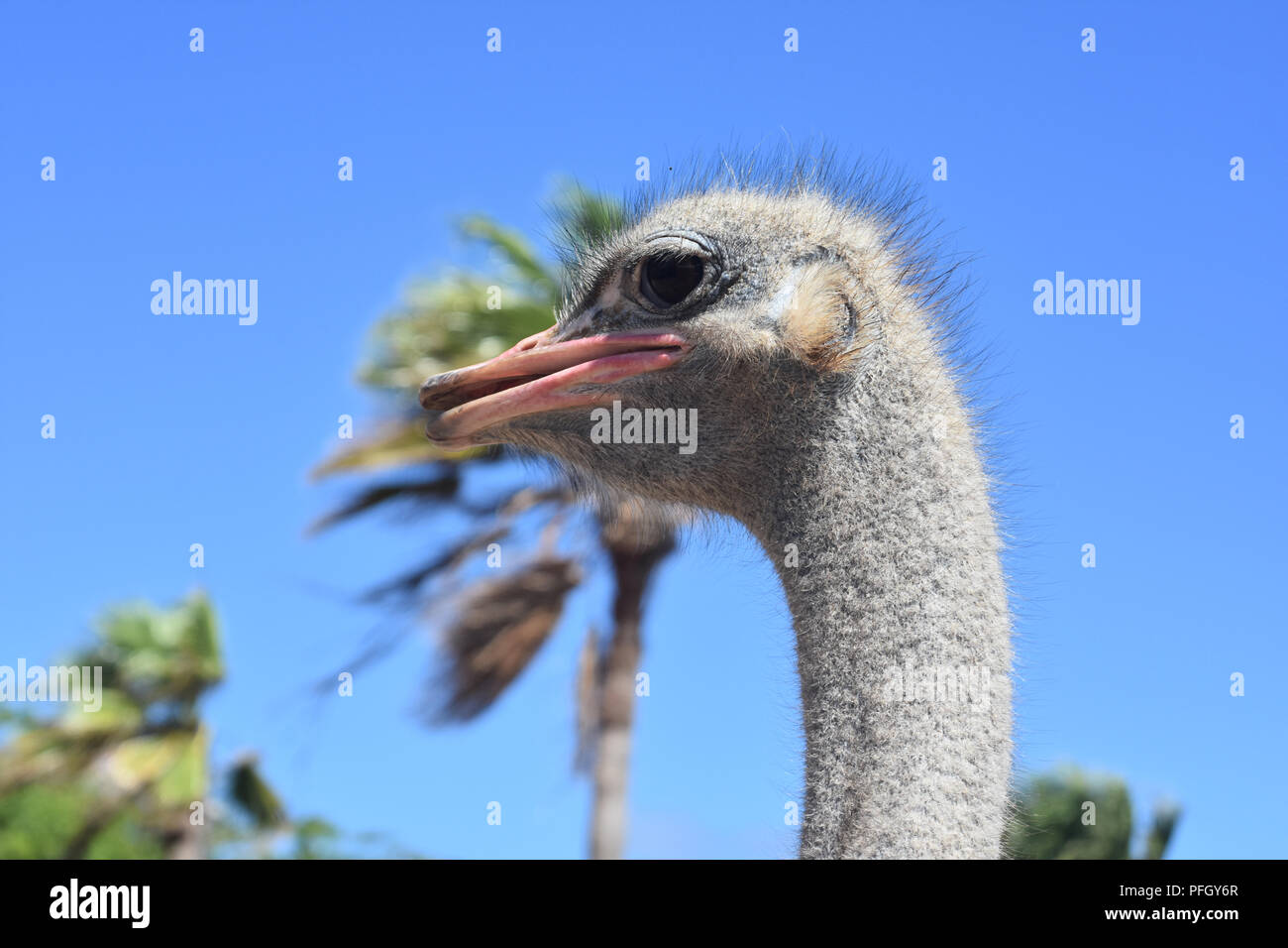 Beautiful gray common ostrich at a wildlife refuge in Aruba Stock Photo ...