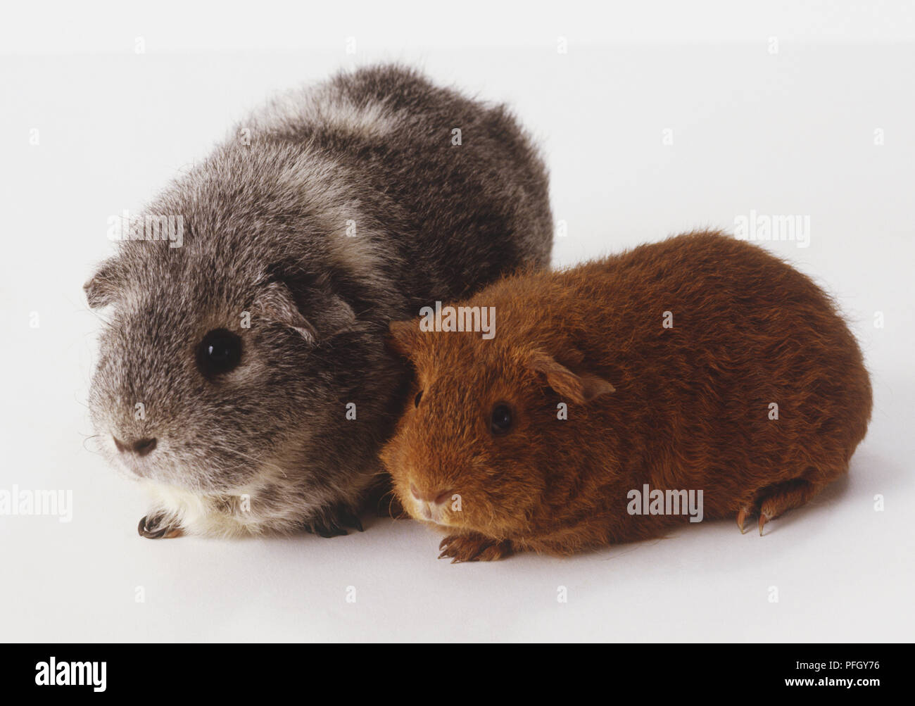 Two Rex Guinea Pigs (Cavia porcellus), one ruby coloured and the other ...