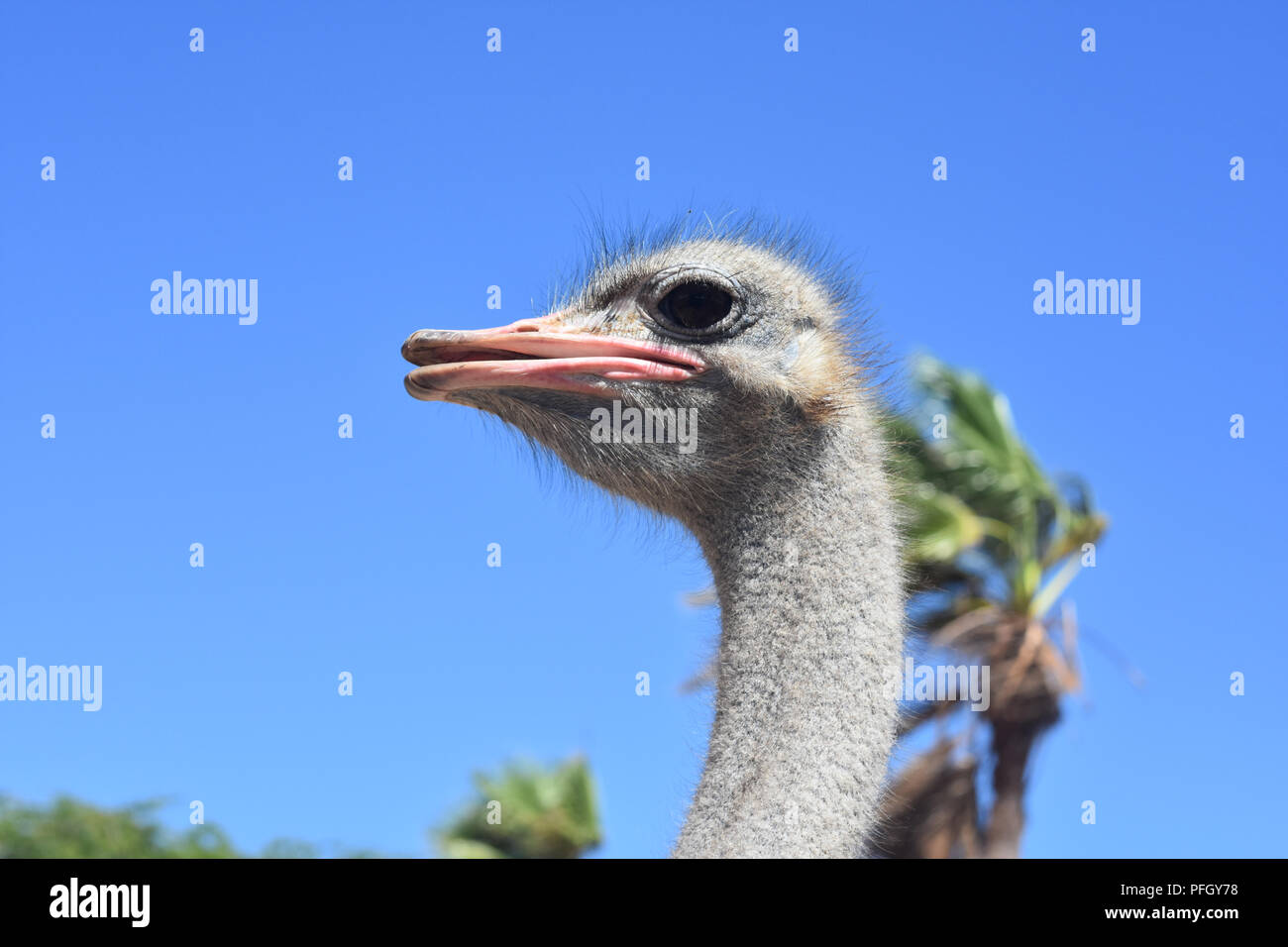 Side view of a large common ostrich Stock Photo - Alamy