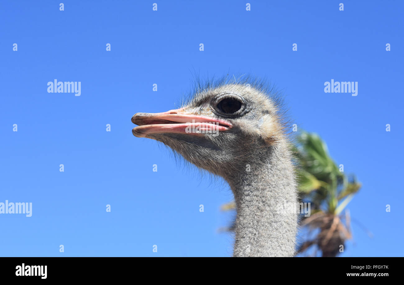 Gray feathered ostrich with a pale pink beak Stock Photo - Alamy