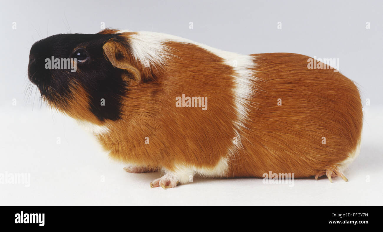 Three-coloured Guinea Pig (Cavia porcellus), side view Stock Photo - Alamy