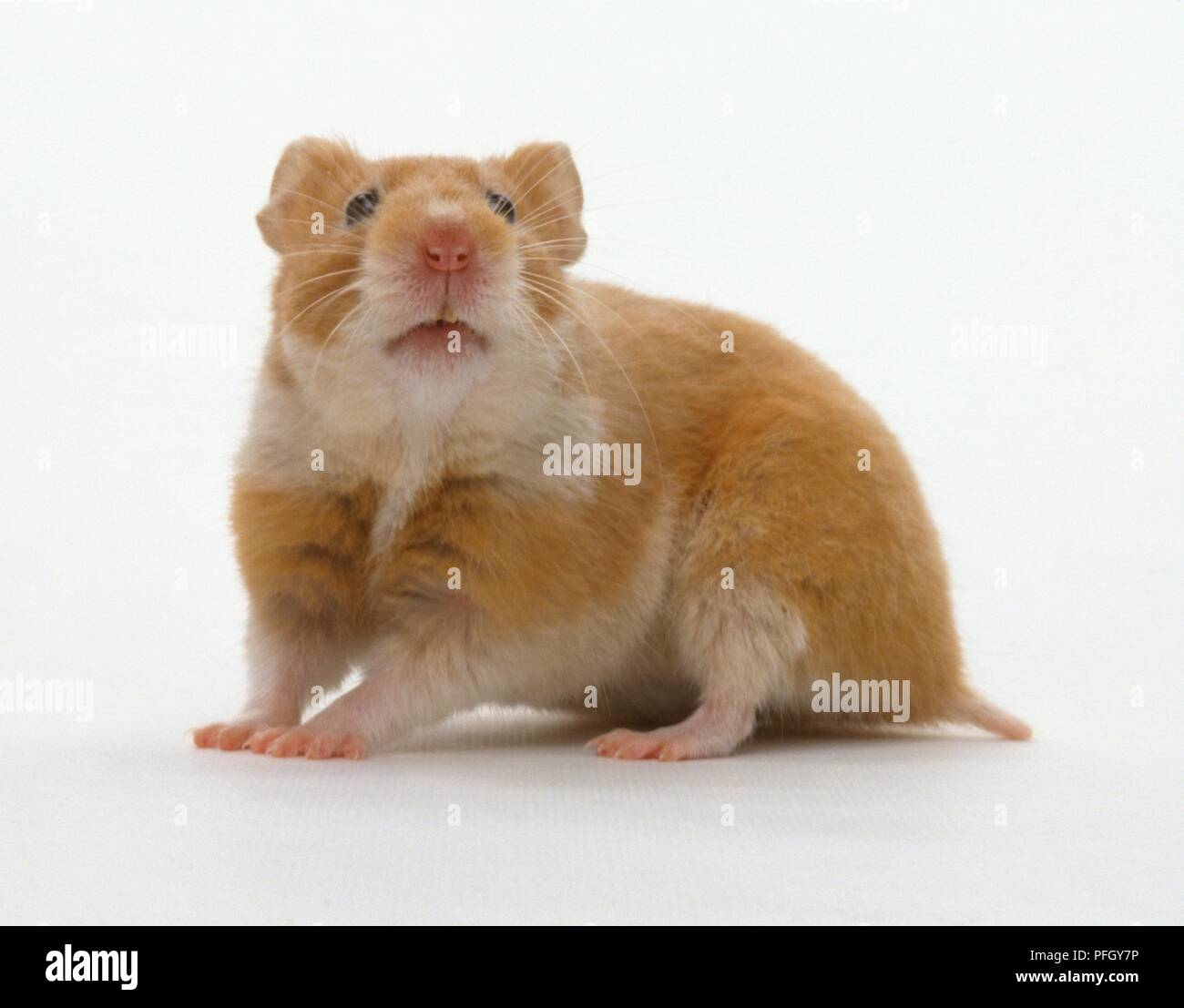 Ginger hamster hi-res stock photography and images - Alamy