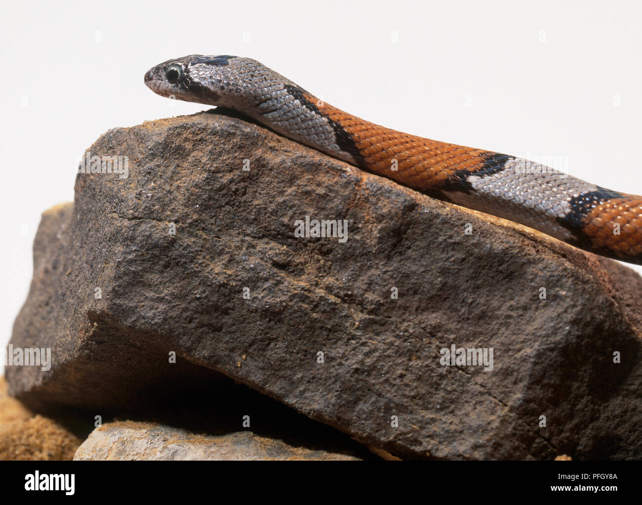 Grey-banded kingsnake (Lampropeltis alterna) on a rock, close-up Stock ...