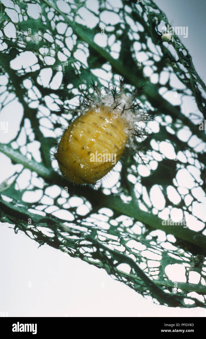 Mexican bean beetle (Epilachna varivestis) on a leaf ready to pupate ...