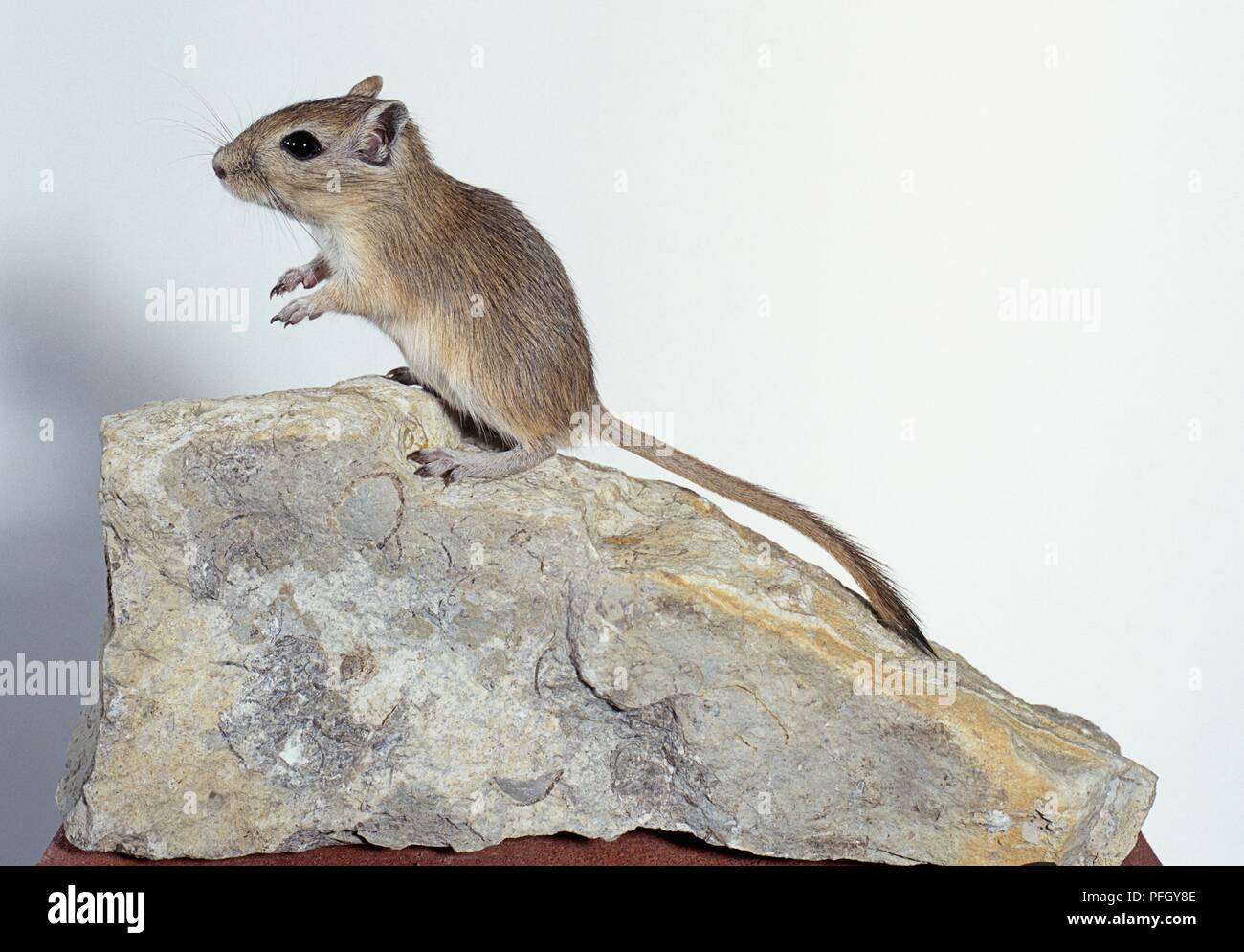 Meriones unguiculatus hi-res stock photography and images - Alamy