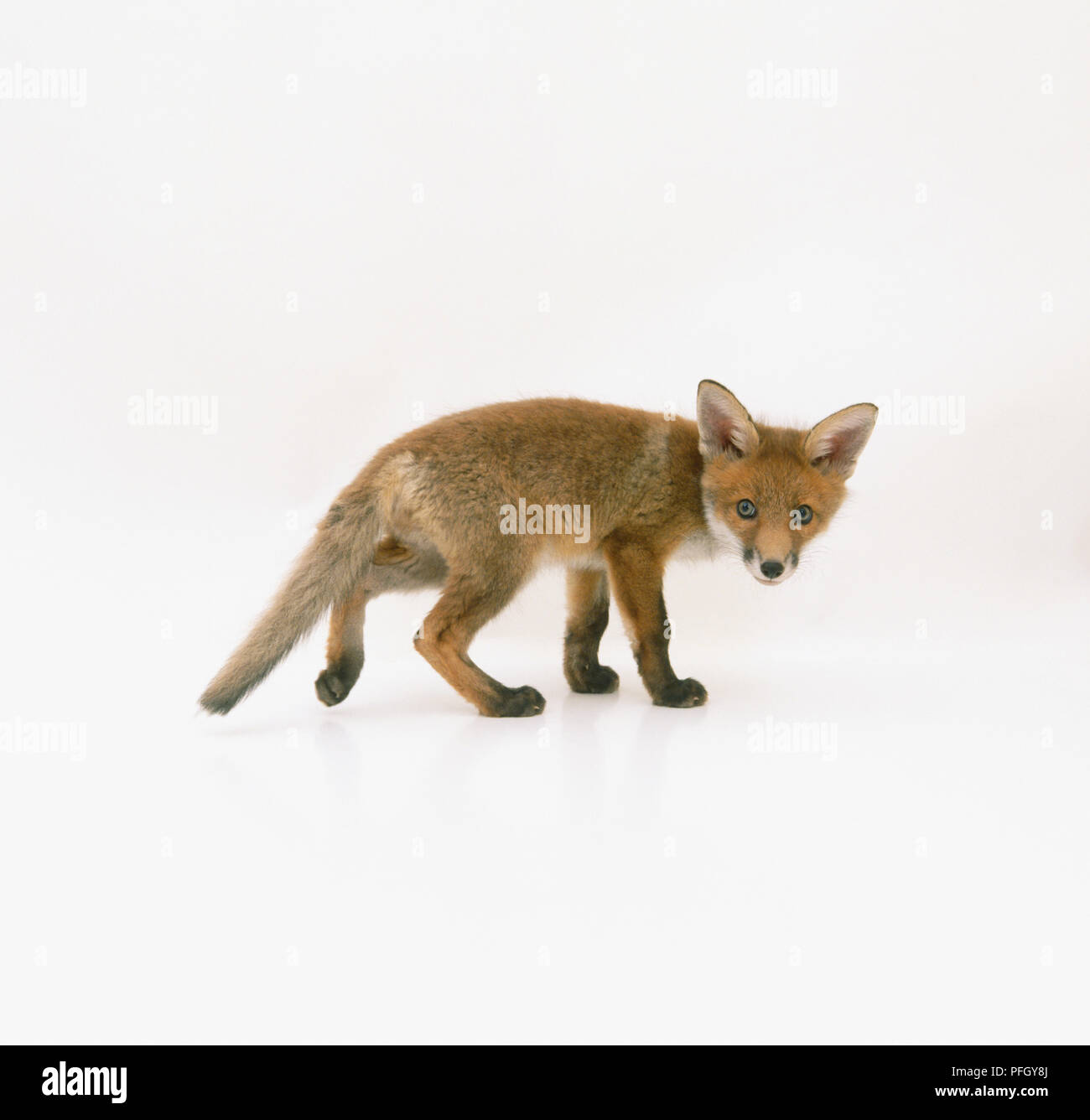 Six-week-old fox cub (Vulpes vulpes) in mid-step, facing forward Stock ...