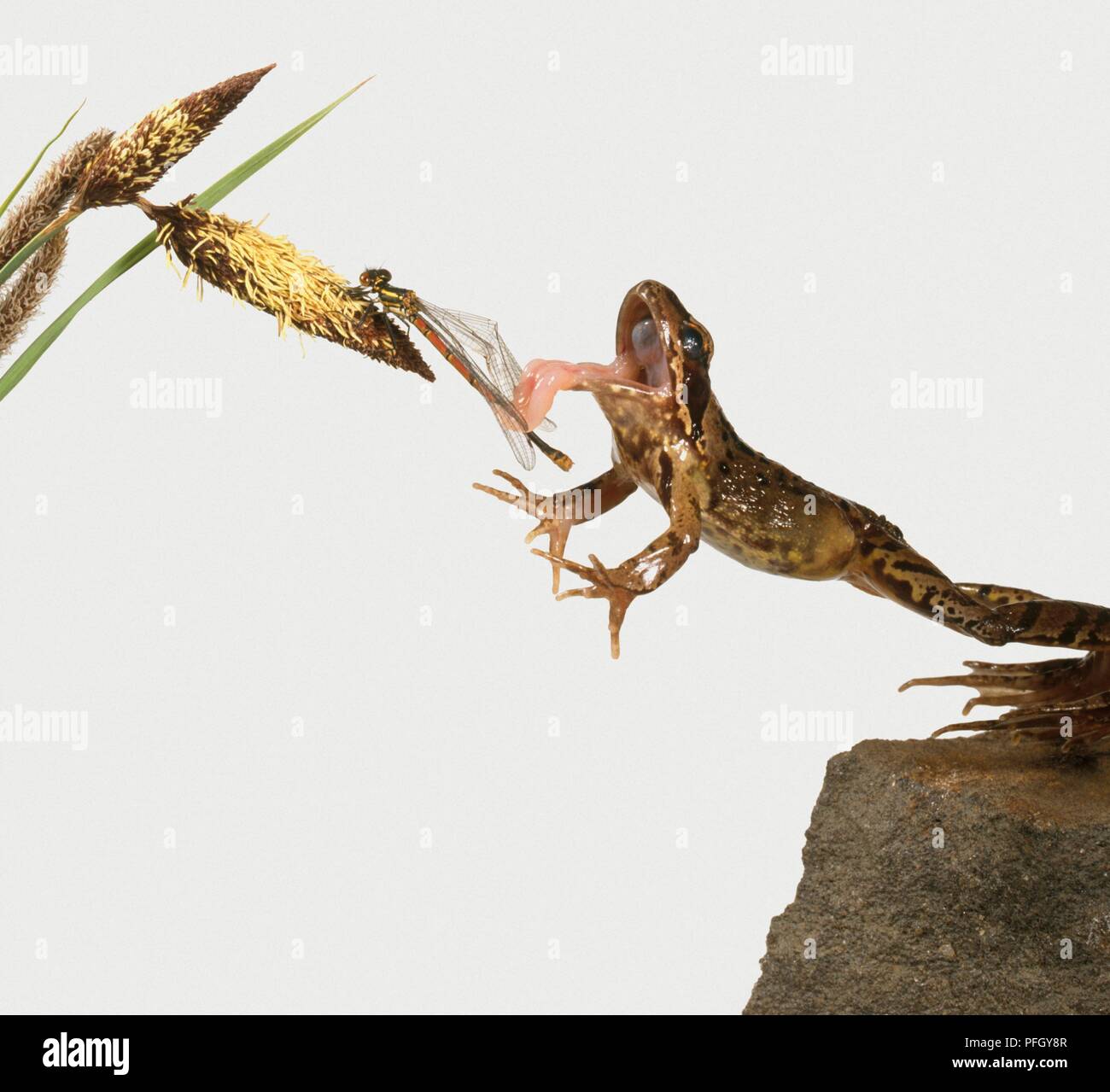 Frog jumping from rock to catch dragonfly with tongue Stock Photo - Alamy