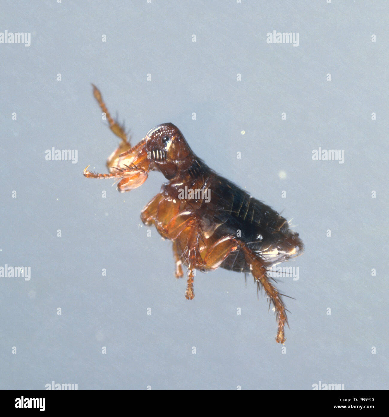 Full length flea hi-res stock photography and images - Alamy
