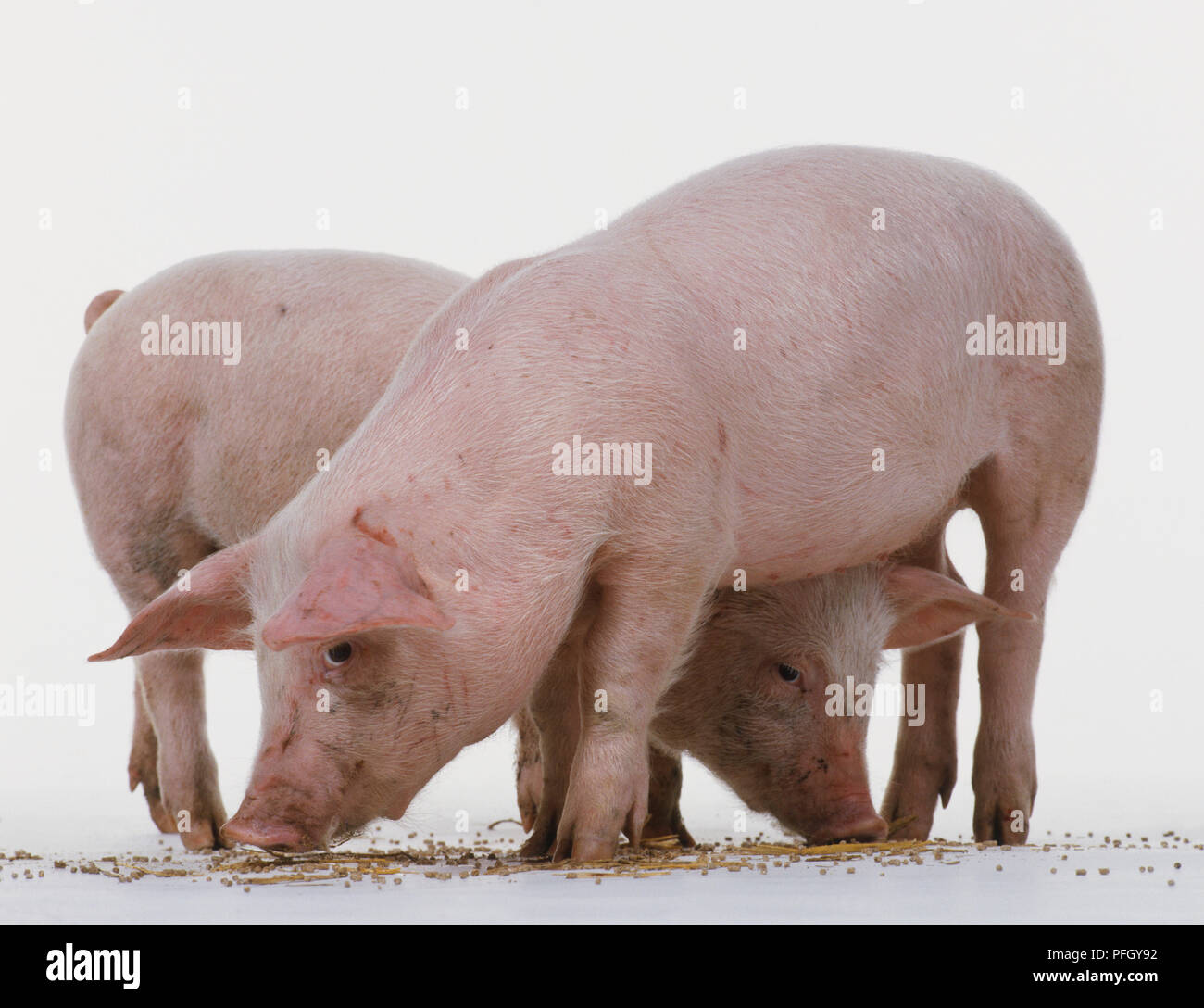 Front view of six-week-old Pink Piglet, with head down Stock Photo - Alamy