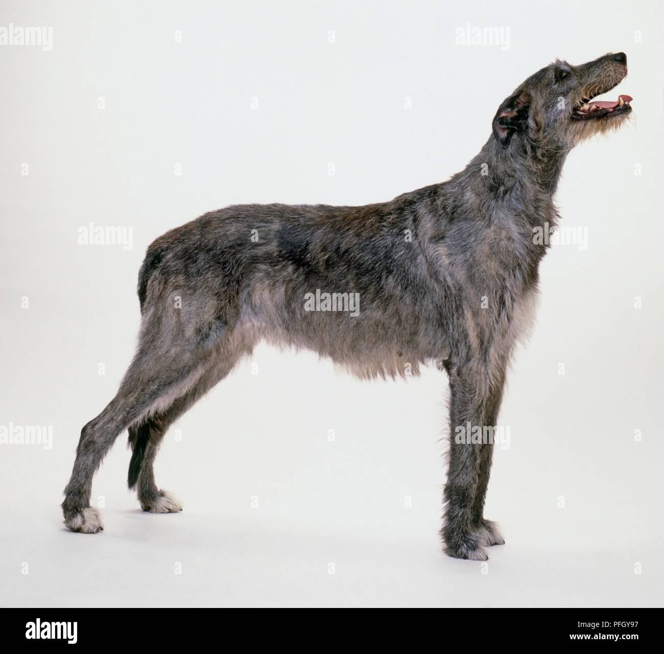 Irish wolfhound horizontal hi-res stock photography and images - Alamy