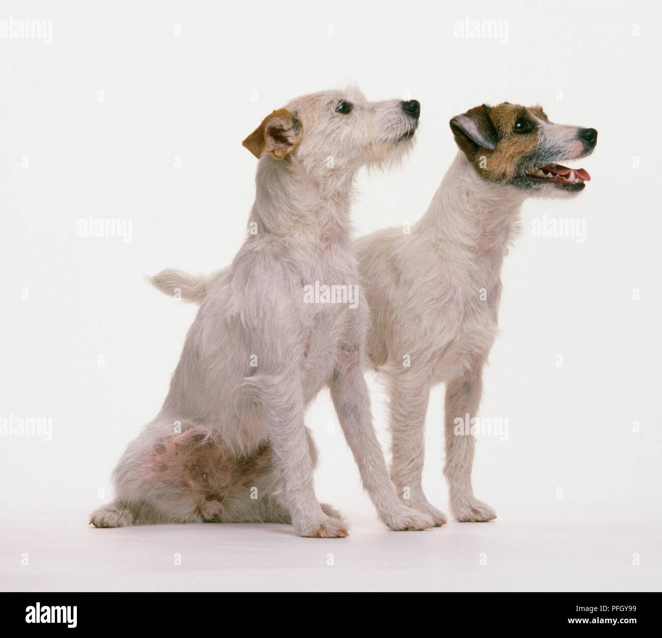 Two Jack Russell Terriers sitting and standing Stock Photo - Alamy