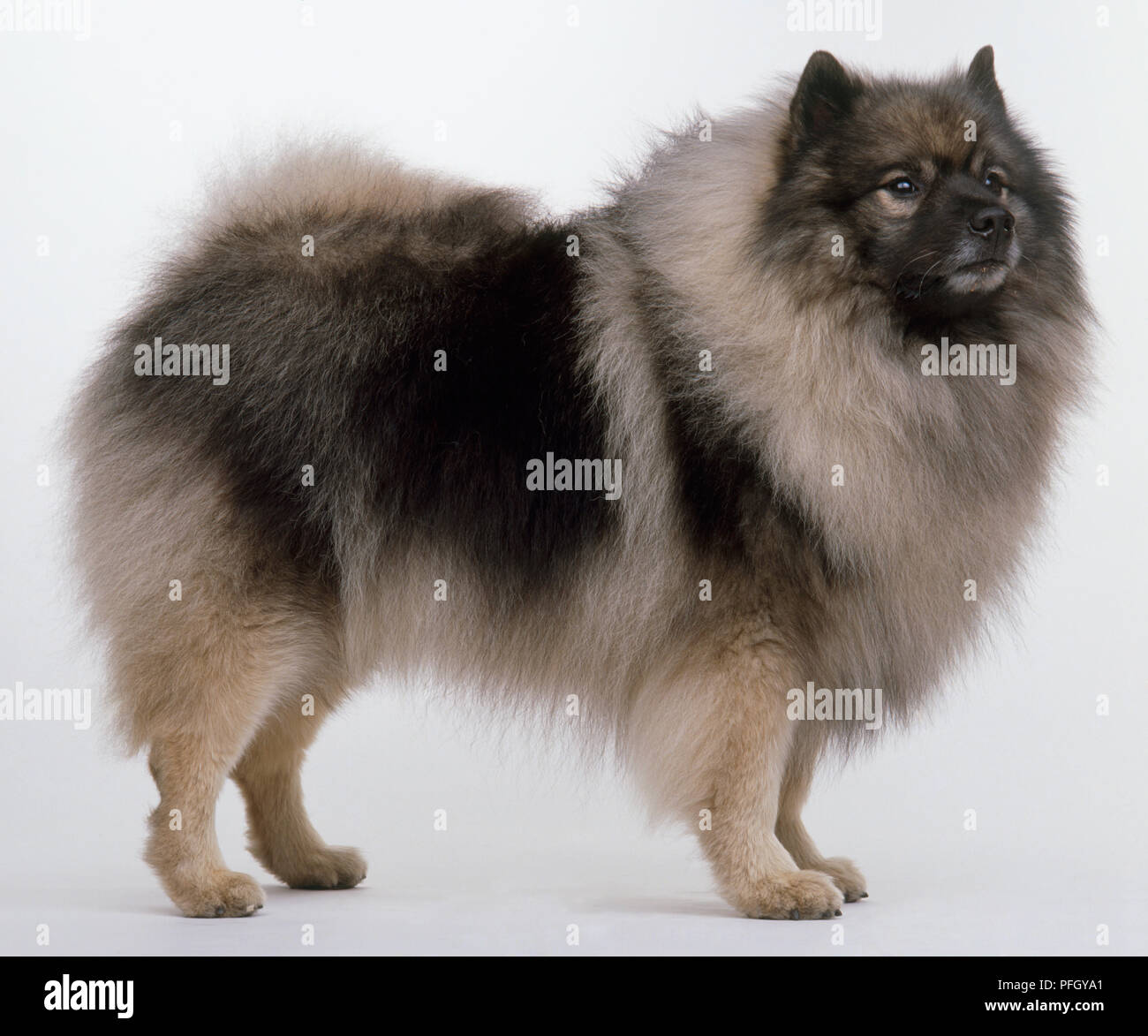 Keeshound, standing, side view Stock Photo - Alamy