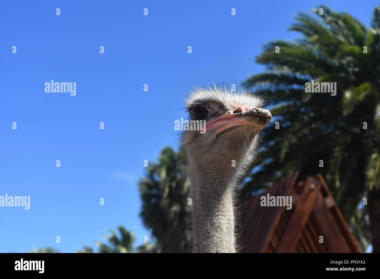 Gray ostrich with palm trees in the background Stock Photo - Alamy