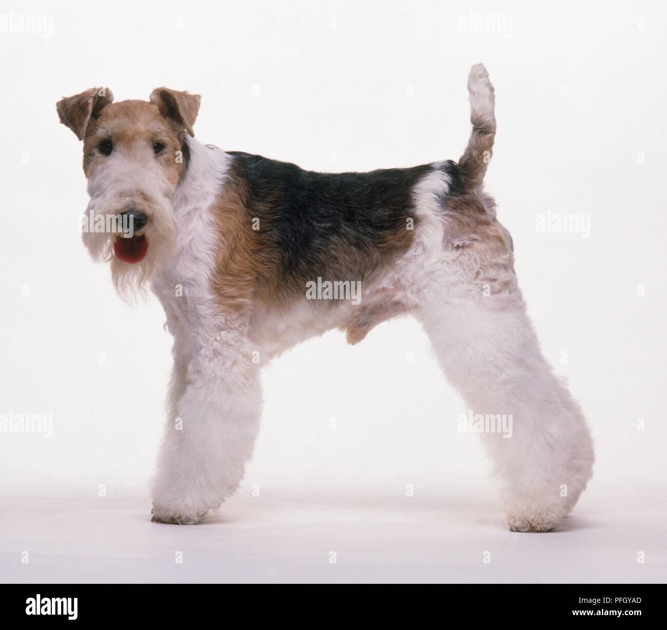 Fox terrier standing hi-res stock photography and images - Alamy