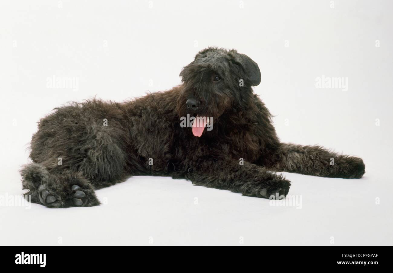 What Does A Bouvier Dog Look Like