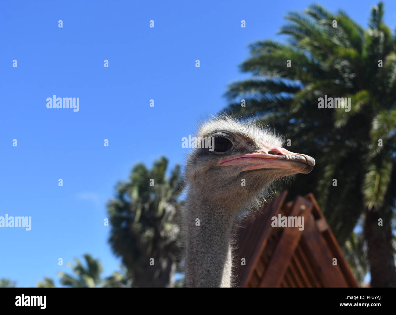 Gray flightless bird on a sunny day in Aruba Stock Photo - Alamy
