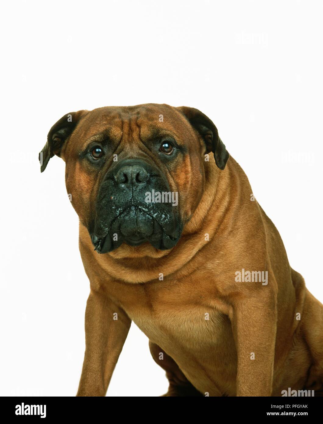 Brown bullmastiff hi-res stock photography and images - Alamy