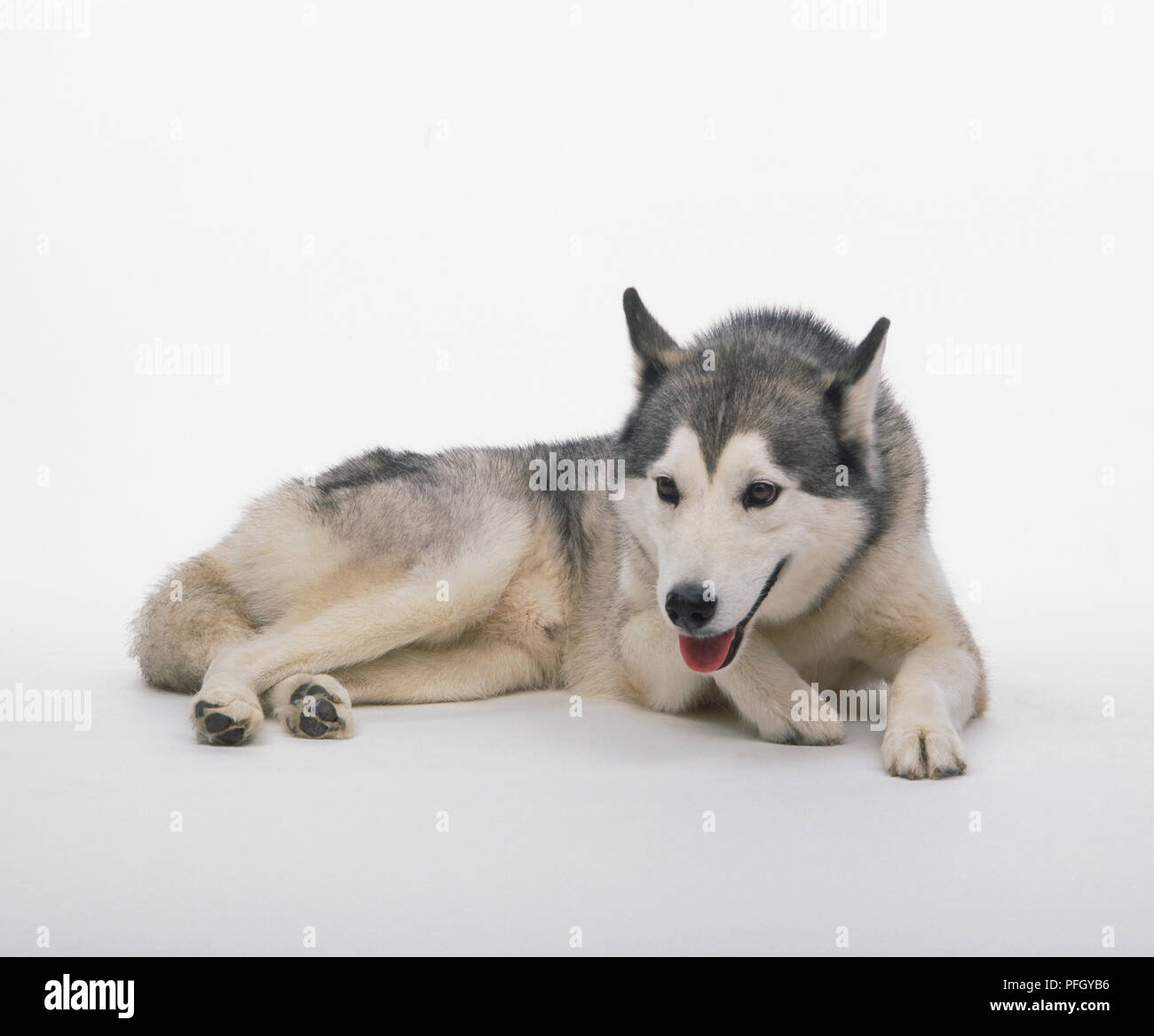 Siberian husky dog, lying down Stock Photo - Alamy
