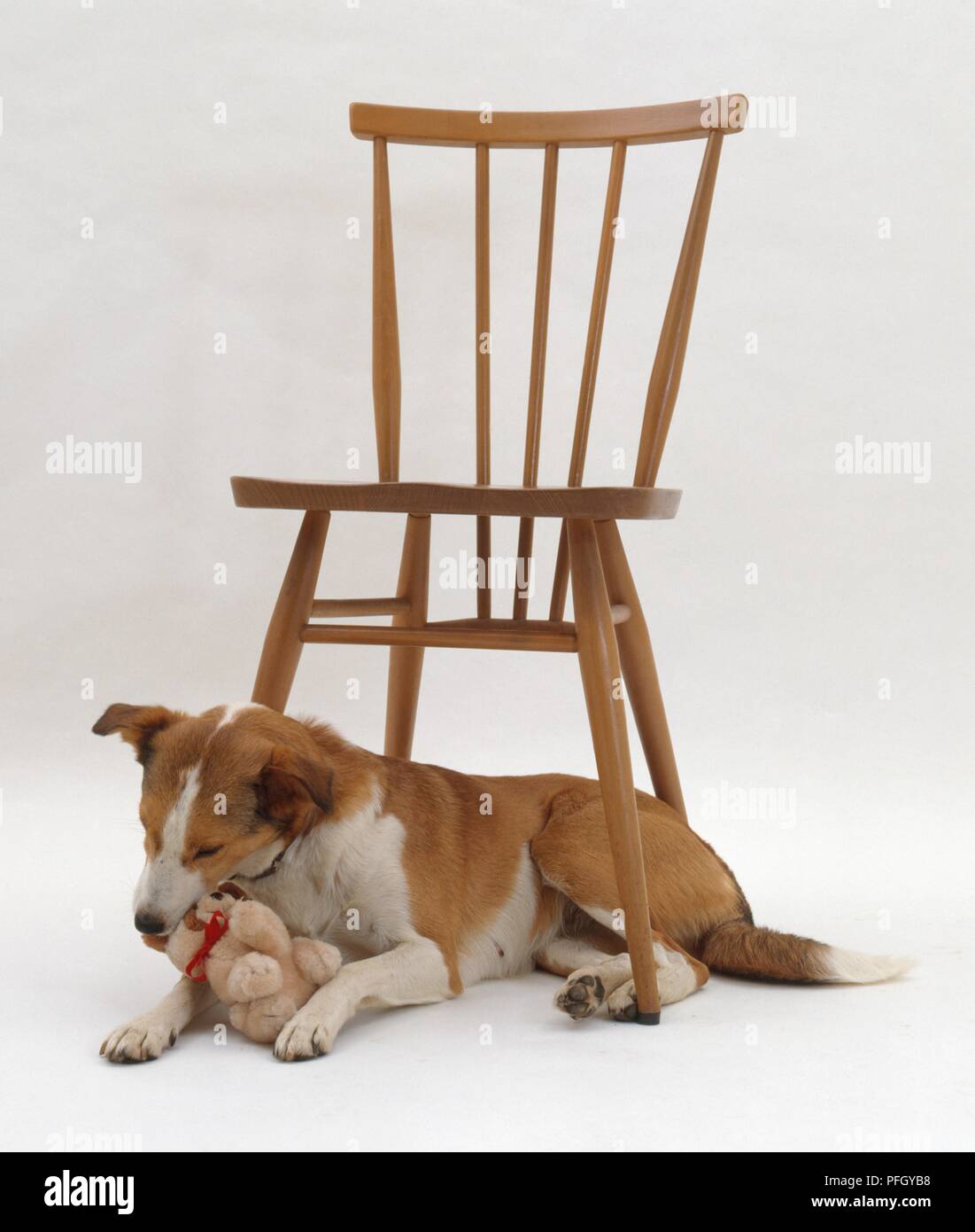 Young mongrel dog chewing soft toy below wooden chair Stock Photo - Alamy