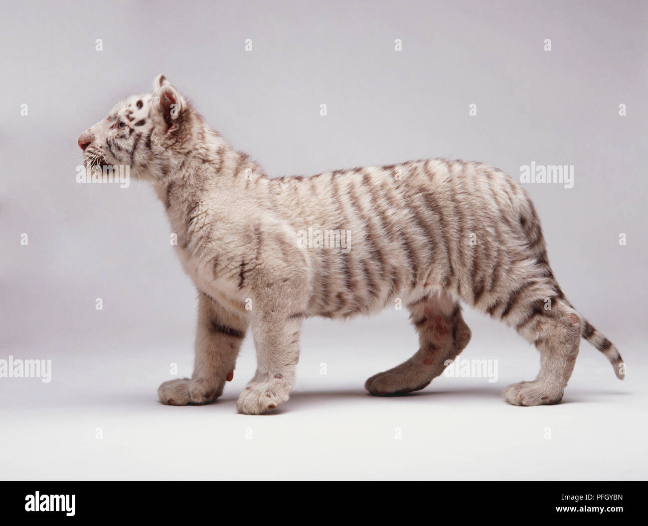 White Tiger Cub, Panthera tigris, with chalky white fur and dark ...