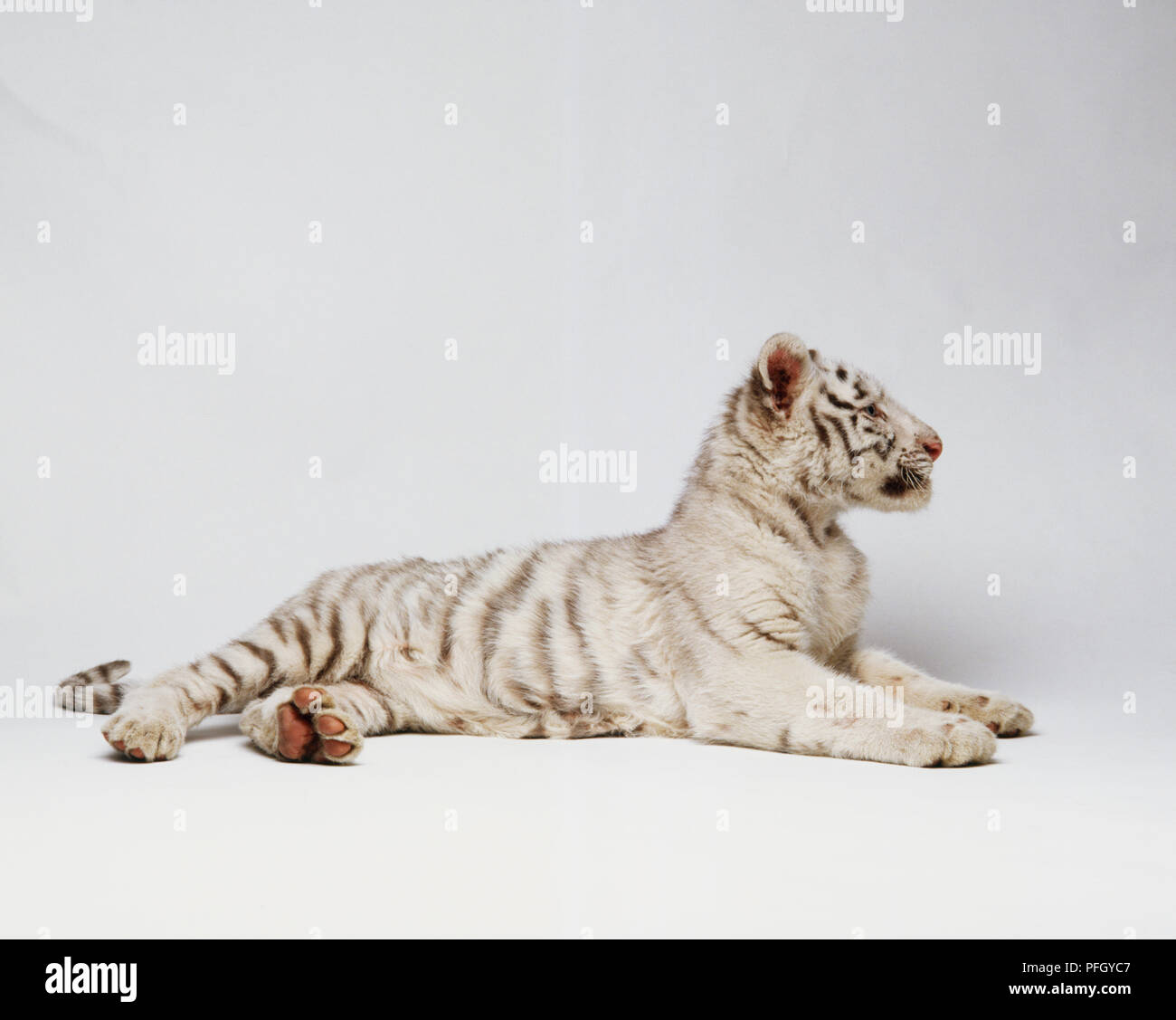 White Tiger Cub, Panthera tigris, with chalky white fur and dark ...