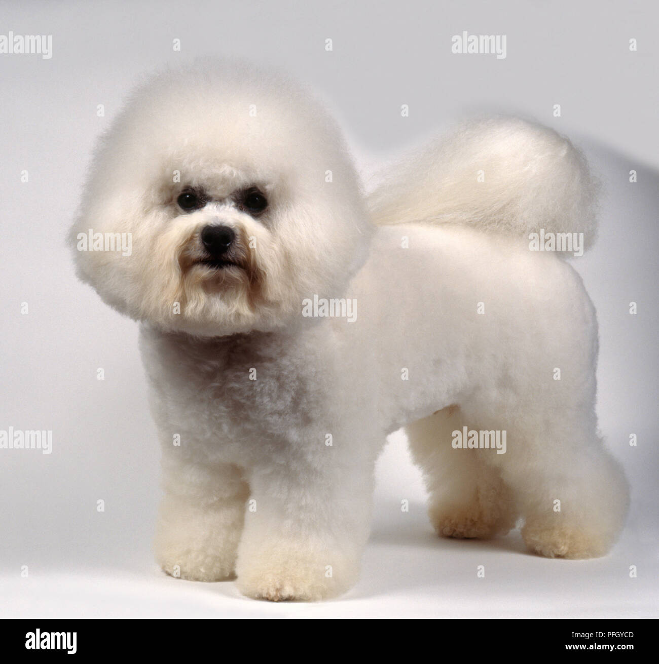 Bichon frise standing side view hi-res stock photography and images - Alamy