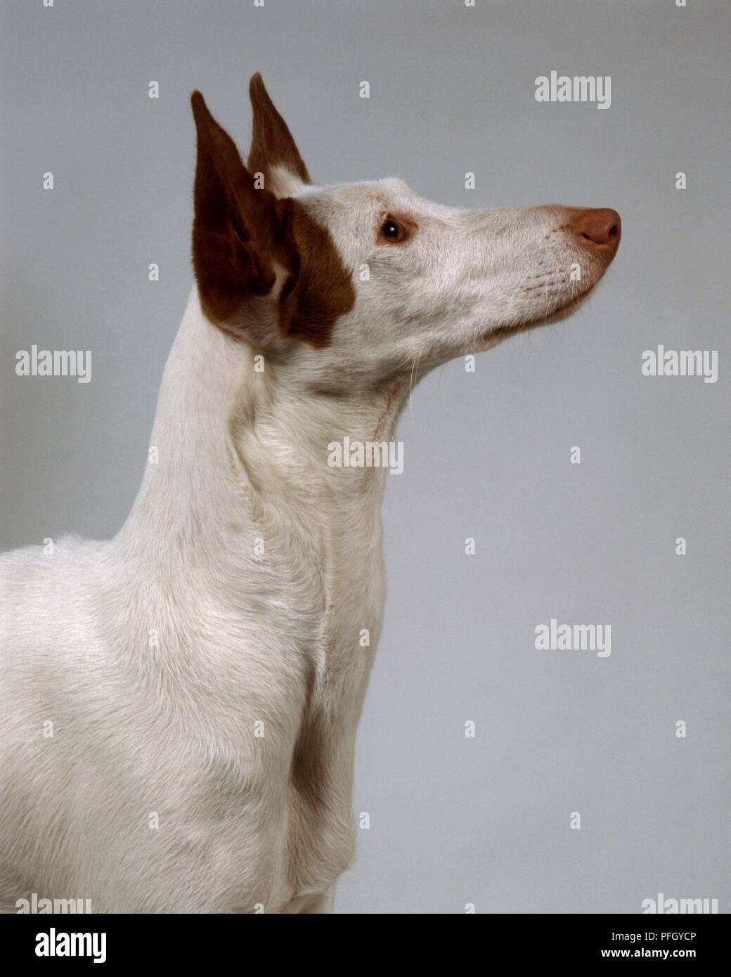 Smooth-haired Ibizan Hound, head and shoulders Stock Photo - Alamy