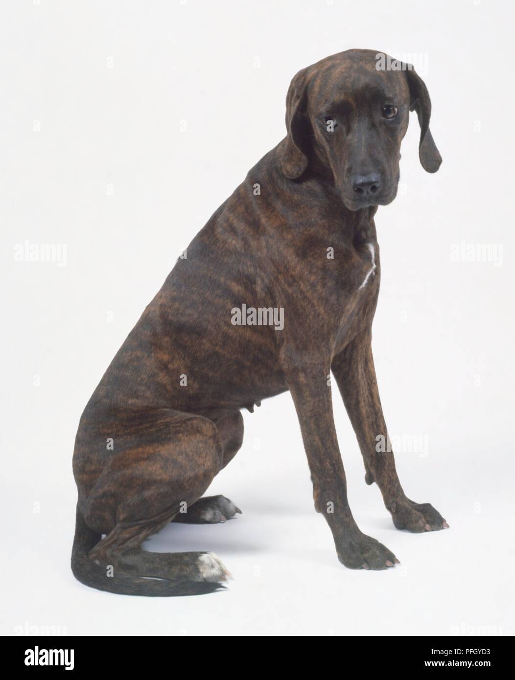 Plott hound hi-res stock photography and images - Alamy