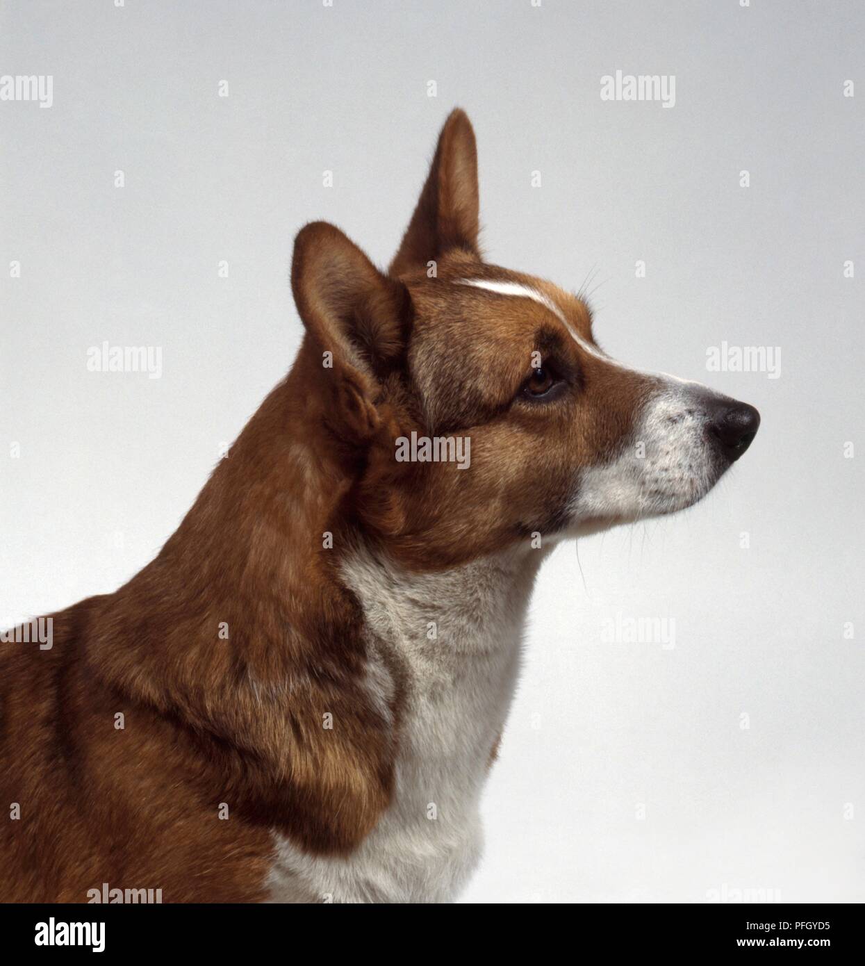 Corgi profile hi-res stock photography and images - Alamy