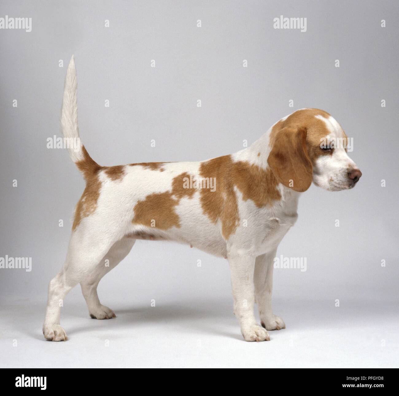 Beagle profile hi-res stock photography and images - Alamy