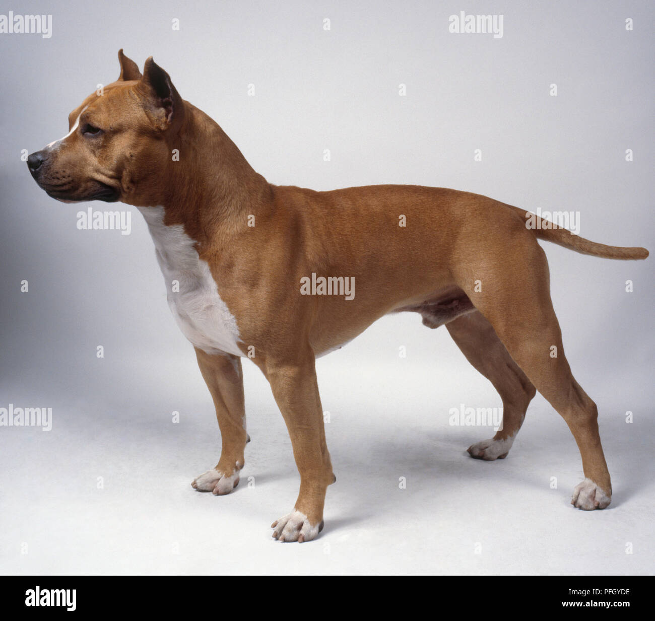 American Staffordshire Terrier, standing, side view Stock Photo - Alamy