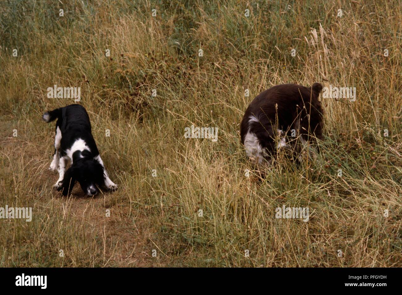 Two English Springer Spaniels sniffing around grass Stock Photo - Alamy