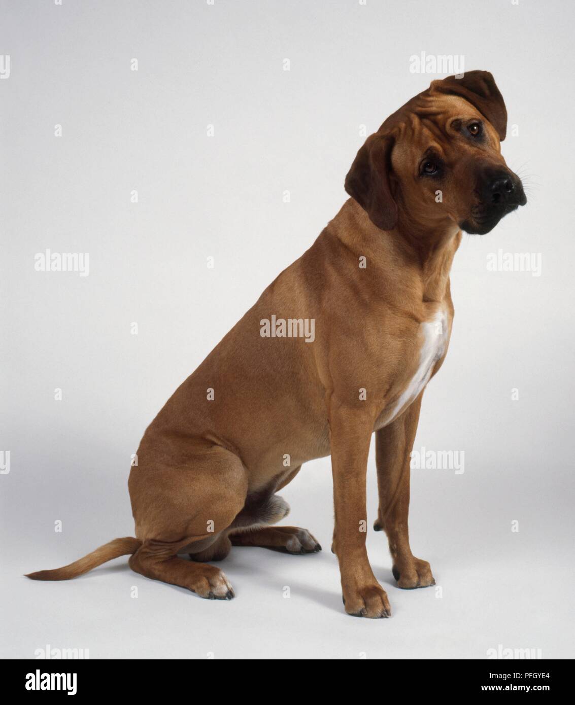 Rhodesian Ridgeback dog, sitting with his head cocked, side view Stock ...