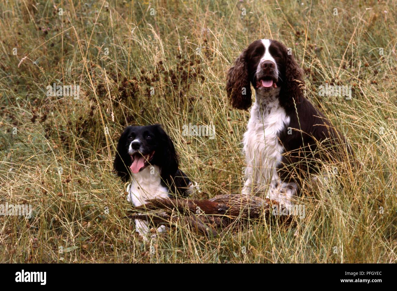 Two English Springer Spaniels with a dead bird Stock Photo - Alamy