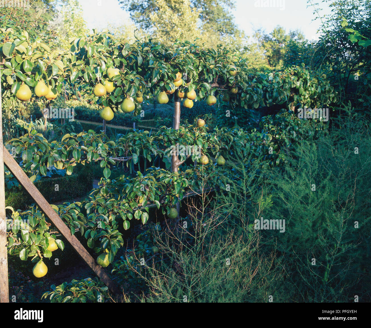 Pear tree pyrus sp hi-res stock photography and images - Alamy