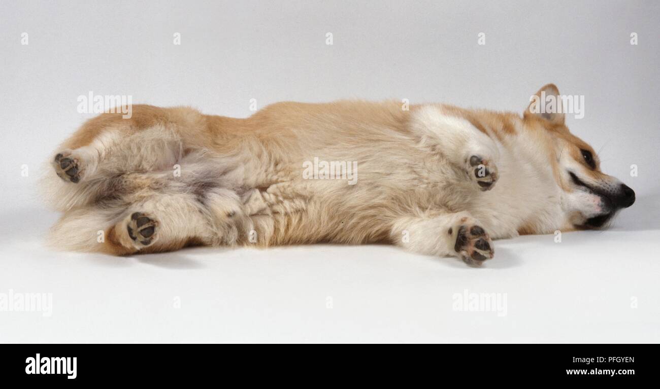 Dog rolling on floor hi-res stock photography and images - Alamy