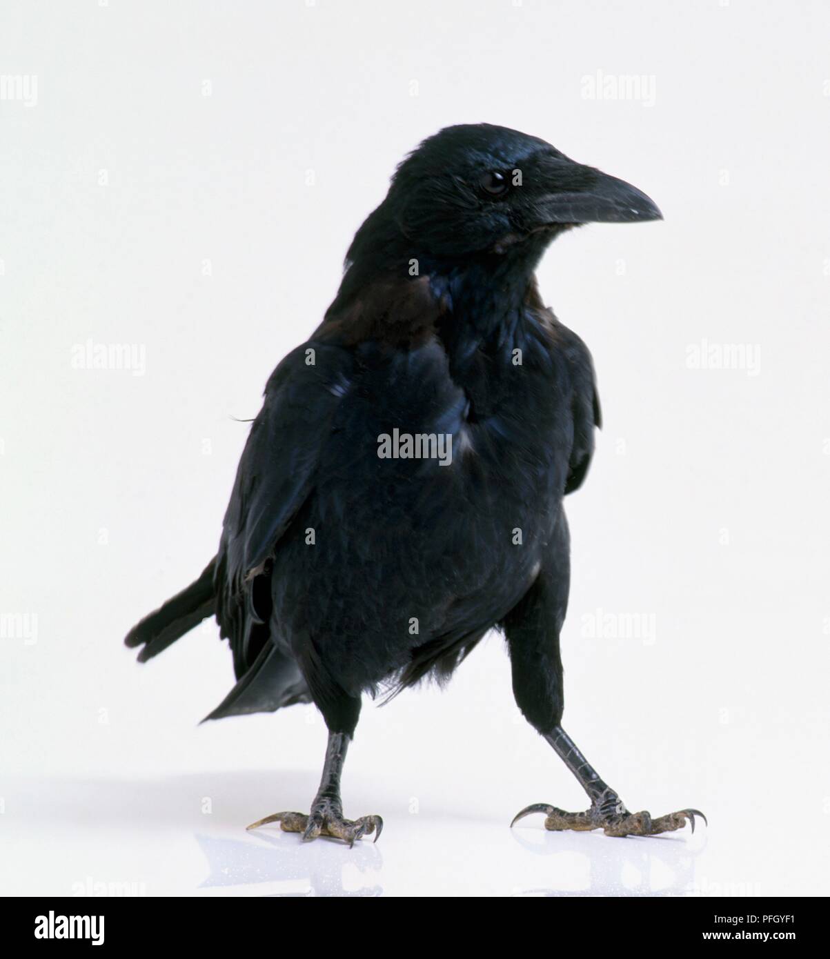 A black crow Stock Photo - Alamy
